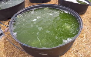 Biofuels from Algae: A Sustainable Energy Source